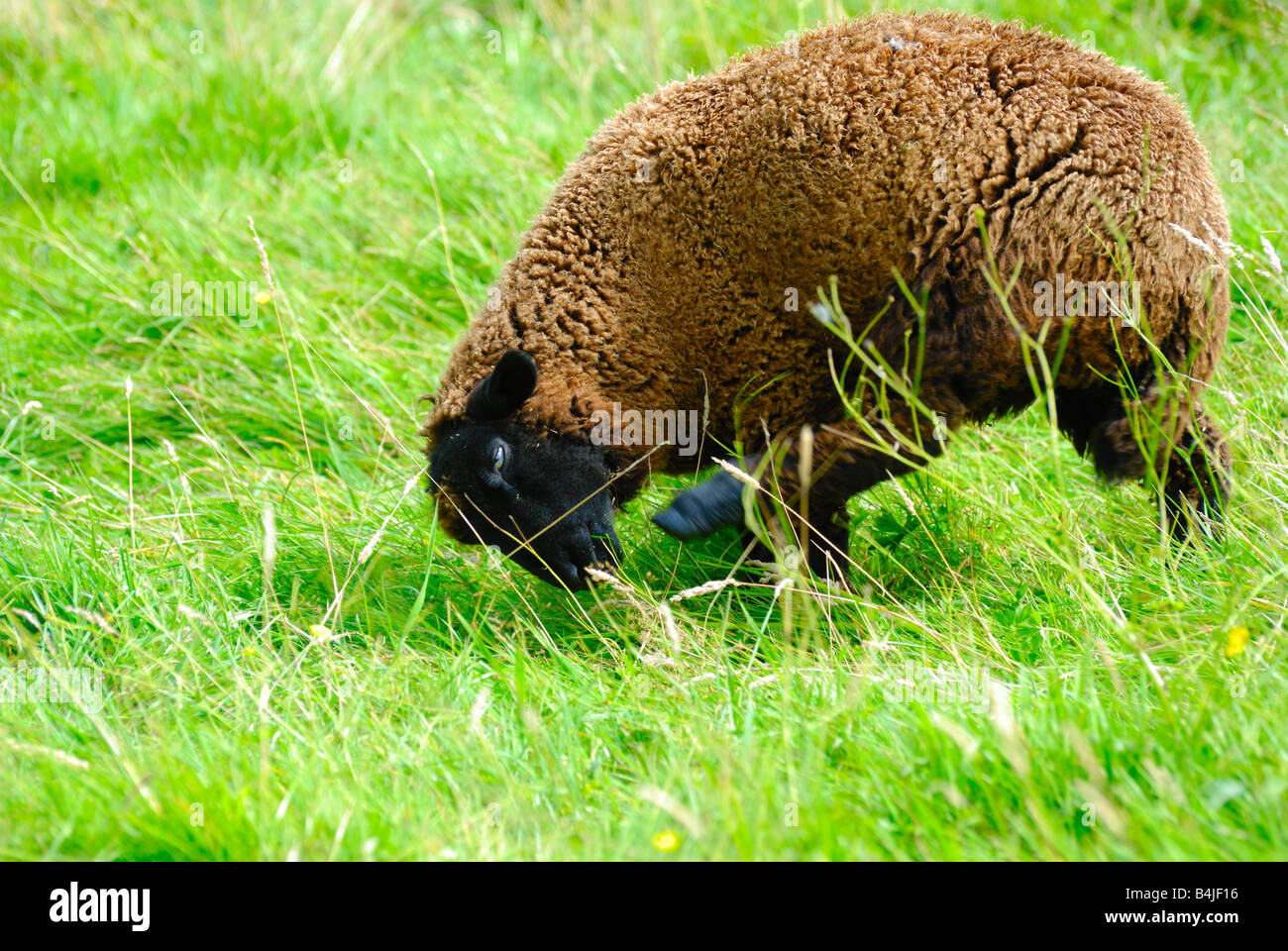 Black body sheep hi-res stock photography and images - Alamy