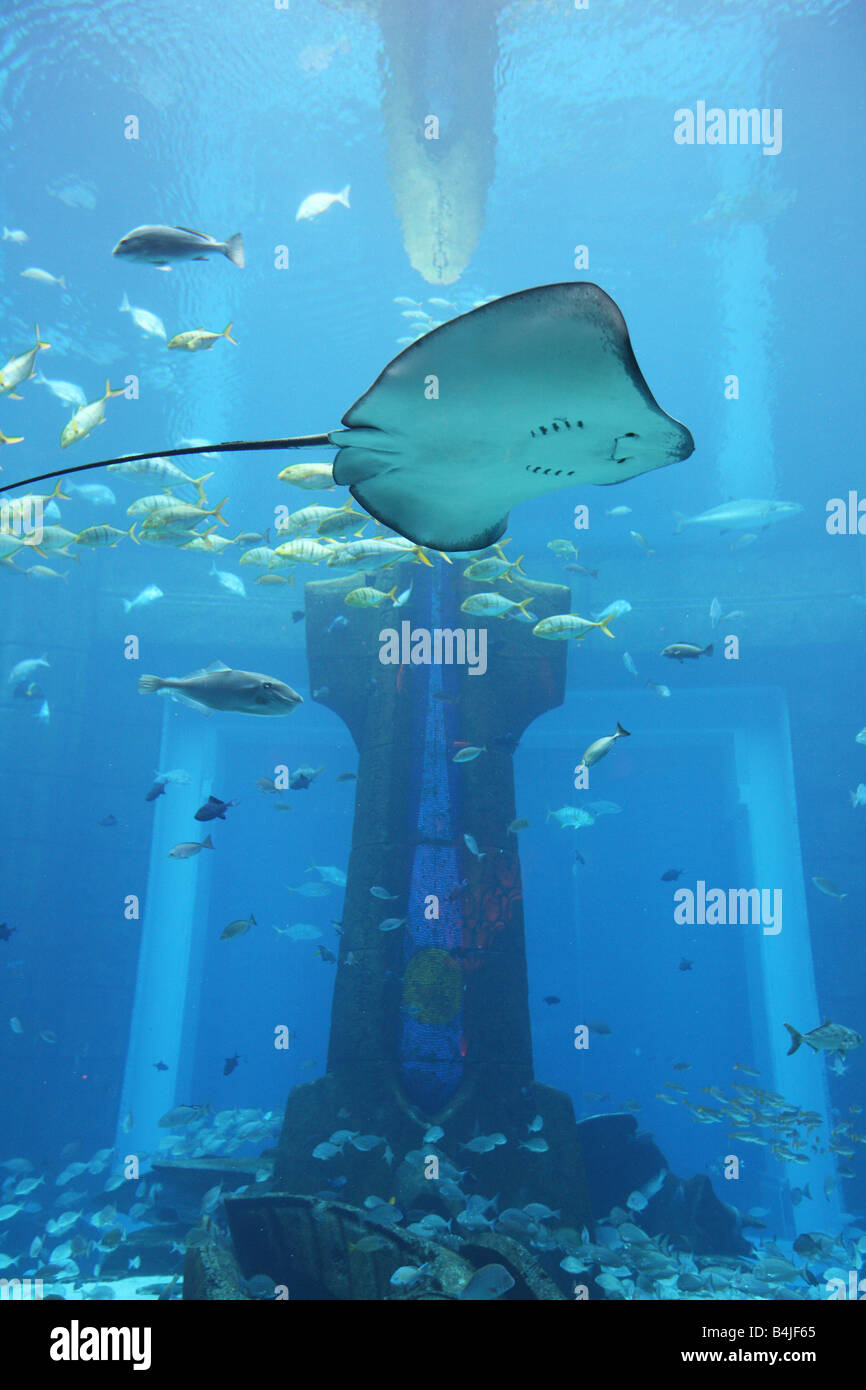 View from East Tower Lobby in the Ambassador Lagoon, 11-Million liter ...