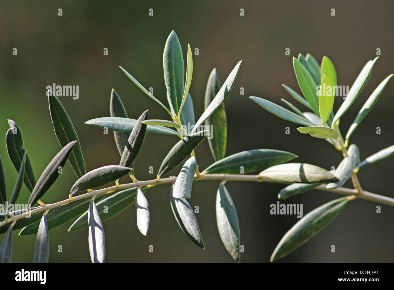 Olive Tree Garden High Resolution Stock Photography and Images - Alamy