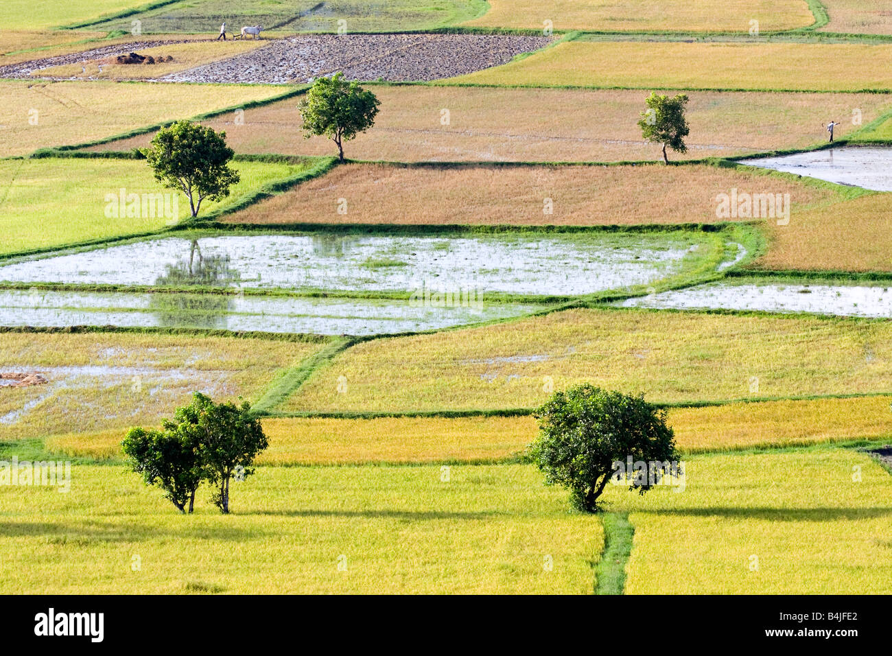 Golden yellow rice field patterns Stock Photo - Alamy