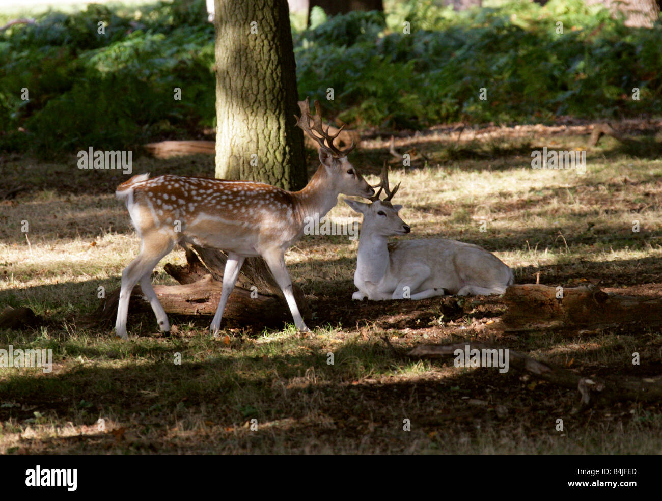 European Fallow Deer, Dama dama Stock Photo - Alamy