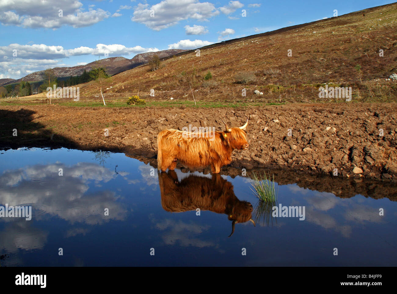 Highland cow reflection hi-res stock photography and images - Alamy