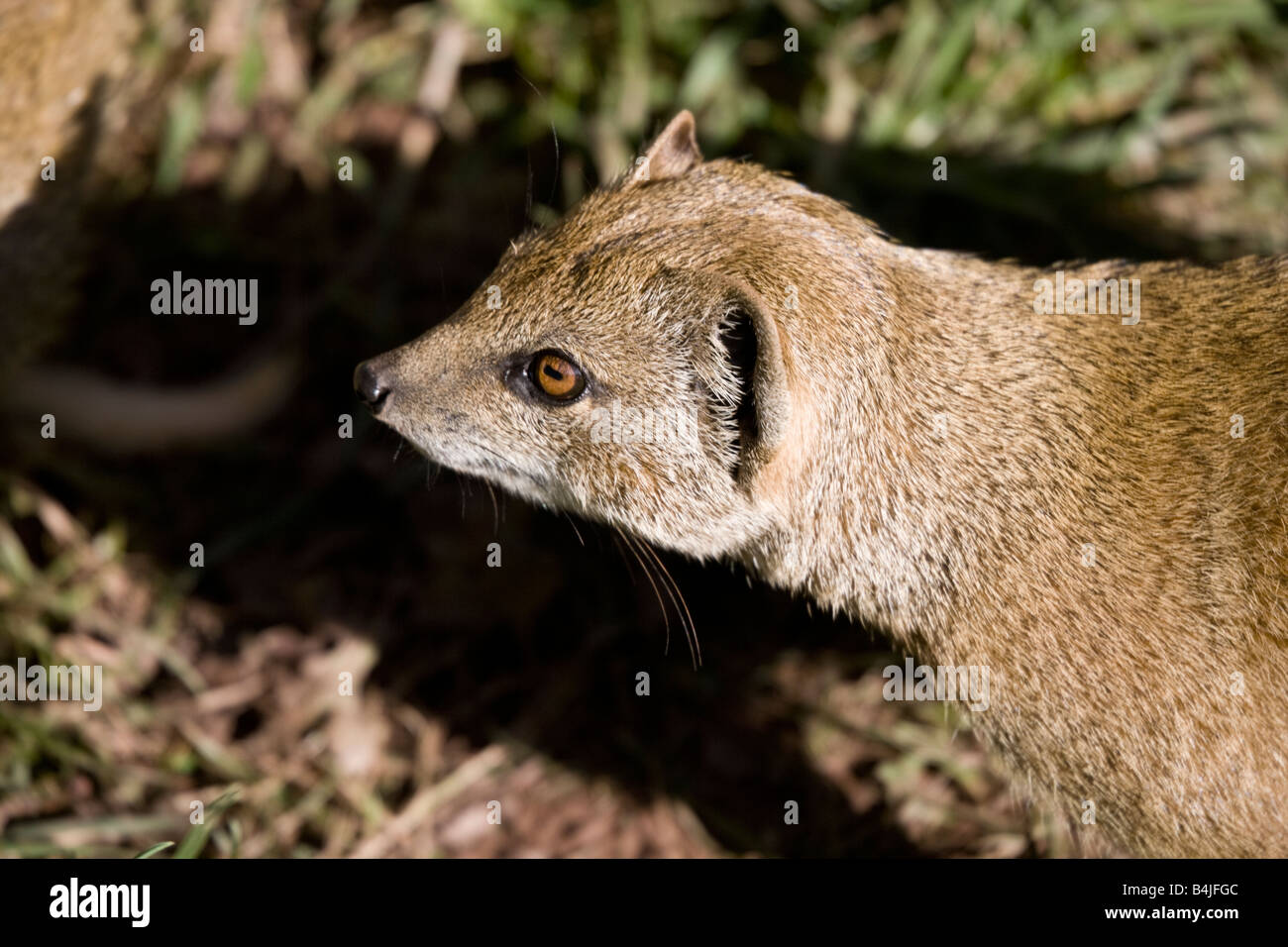 Yellow Mongoose Cynictis penicillata Stock Photo - Alamy