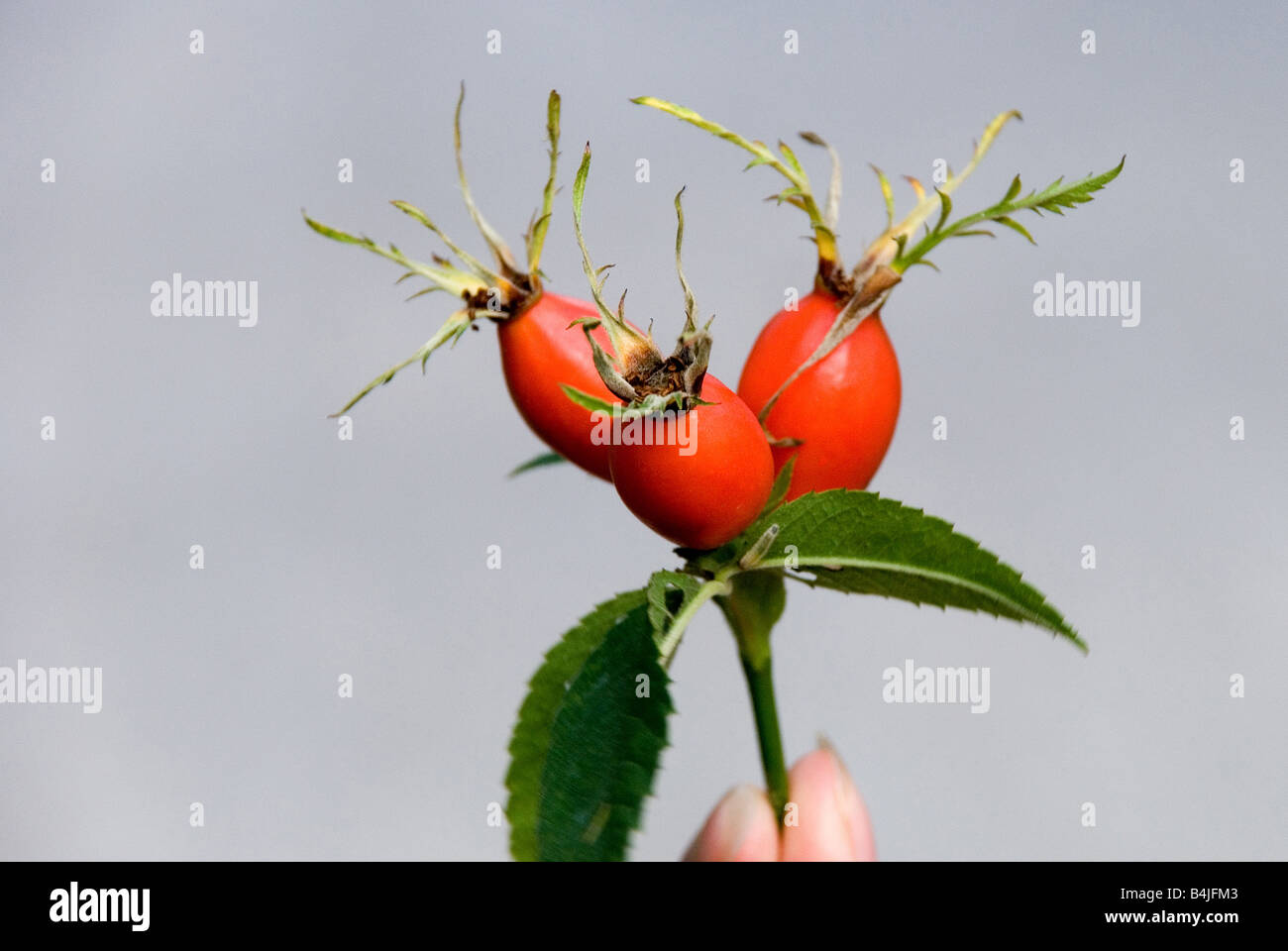 Brierberry hi-res stock photography and images - Alamy