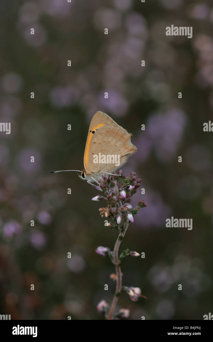 Small copper butterfly Lycaena phlaeas on a heather flower Stock Photo ...