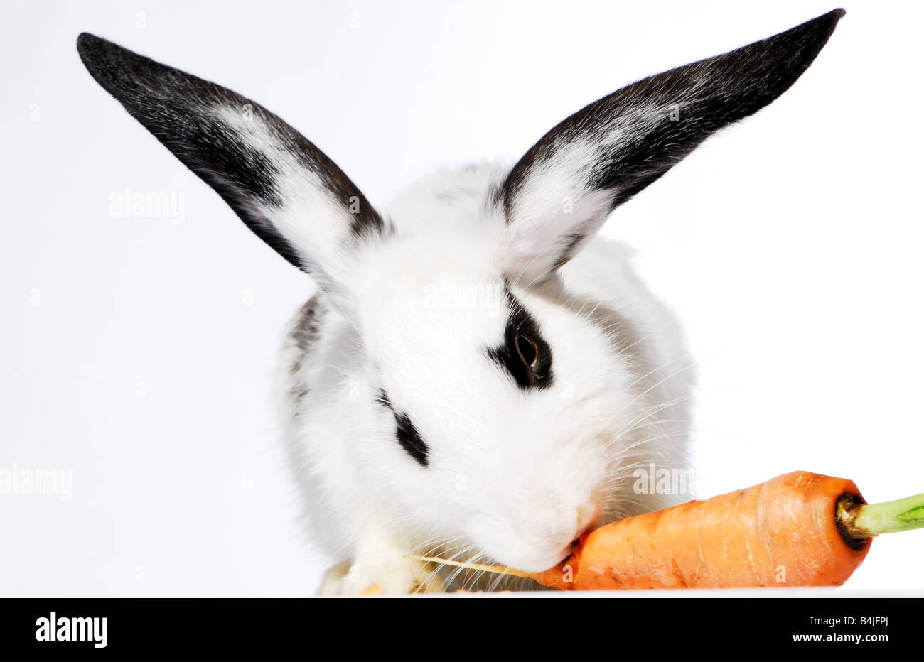 Rabit white hi-res stock photography and images - Alamy