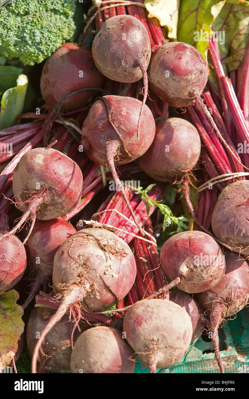 Beet farmers hi-res stock photography and images - Alamy