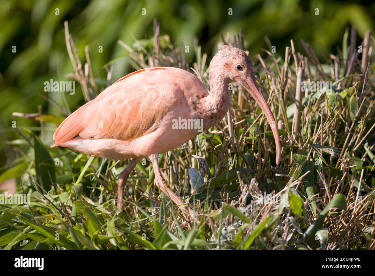 Scarlet Ibis Eudocimus ruber Stock Photo - Alamy
