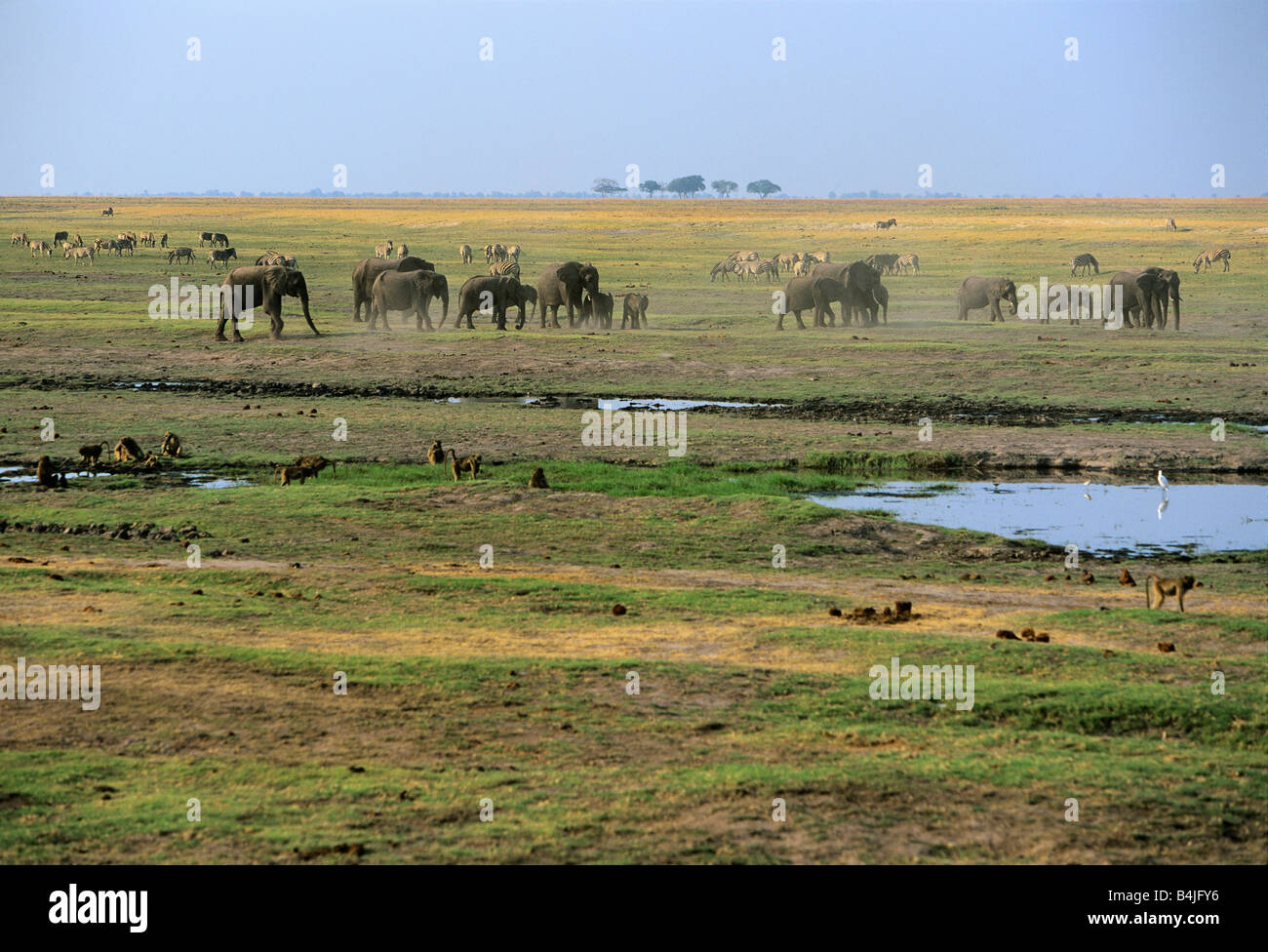 Plains Zebra African Elephantsand Chacma Baboons in Chobe Riverfront ...