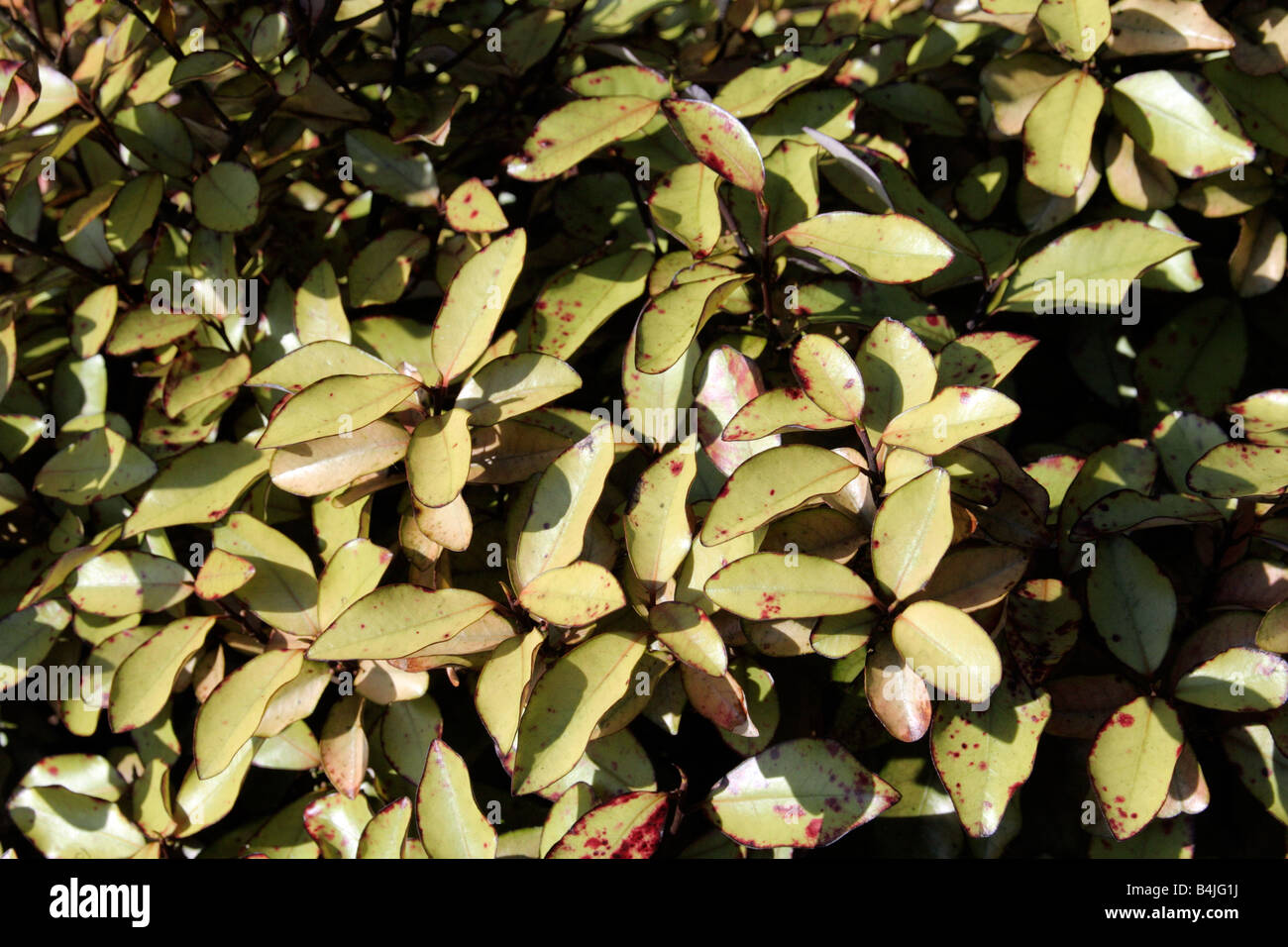 Pseudowintera colorata hi-res stock photography and images - Alamy