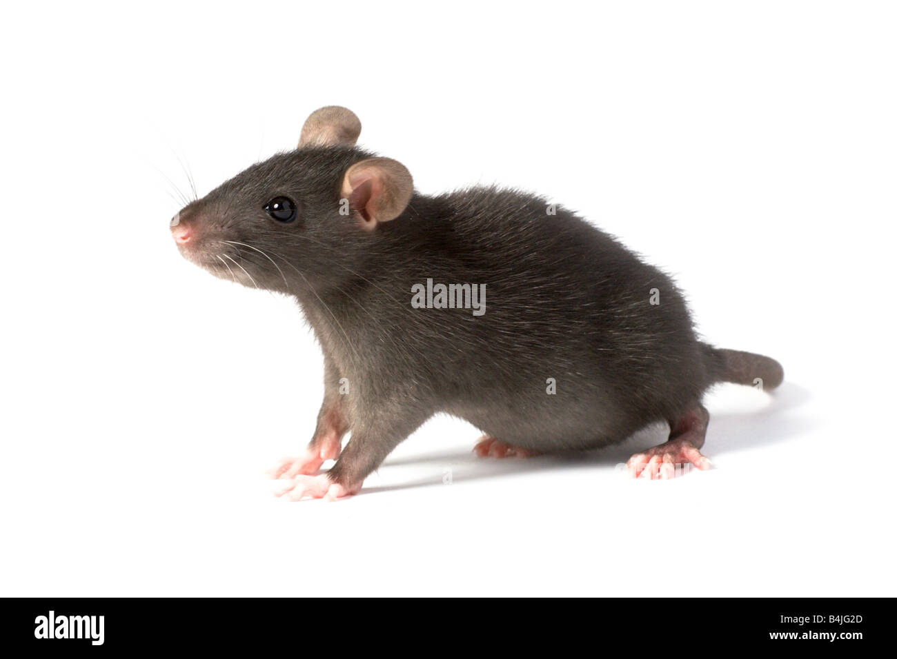 Rat with fluffy tail Cut Out Stock Images & Pictures - Alamy