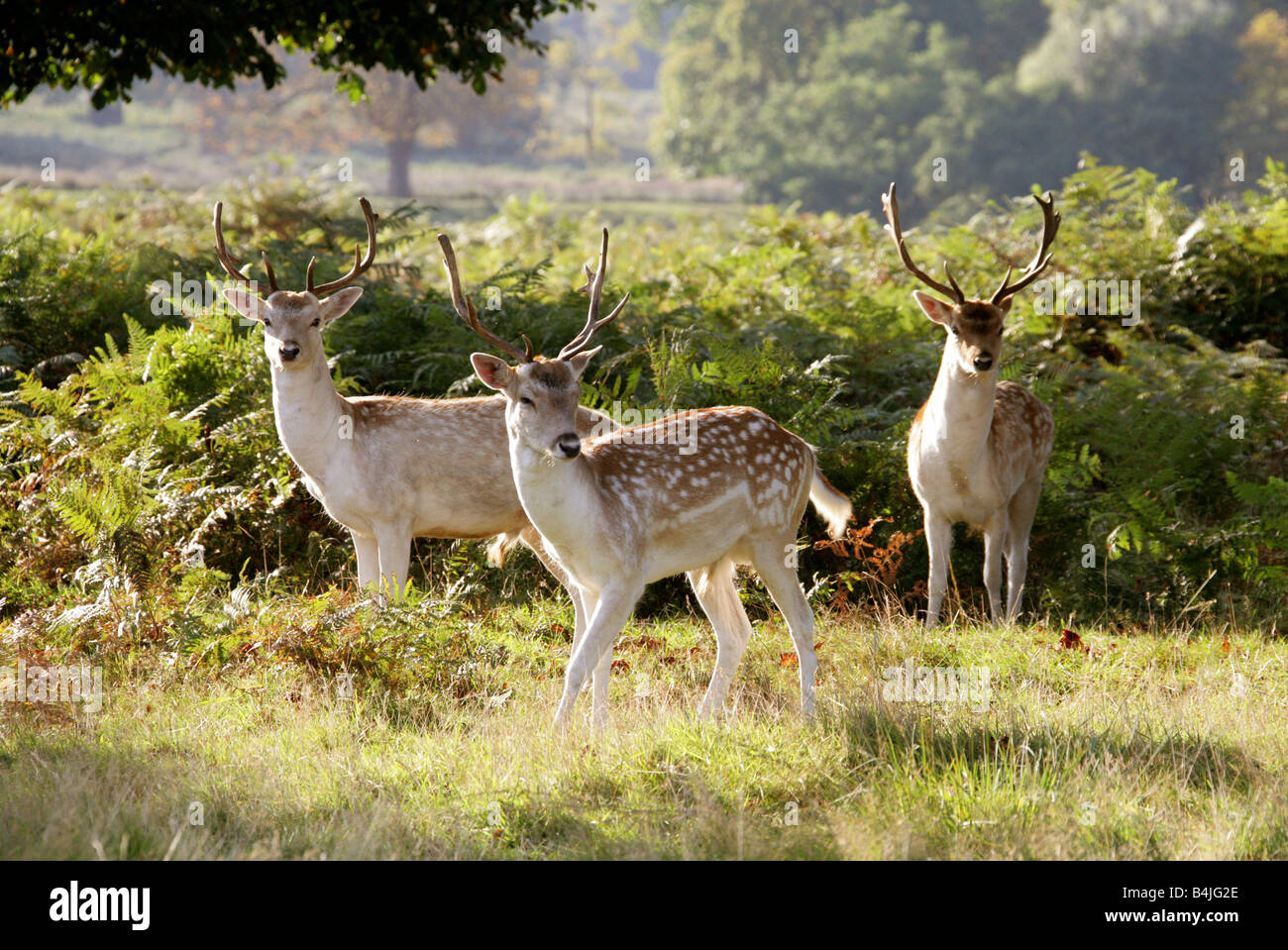 European Fallow Deer, Dama dama Stock Photo - Alamy