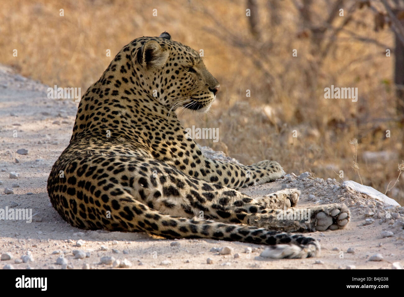 As many as one in five leopards may be melanistic hi-res stock ...