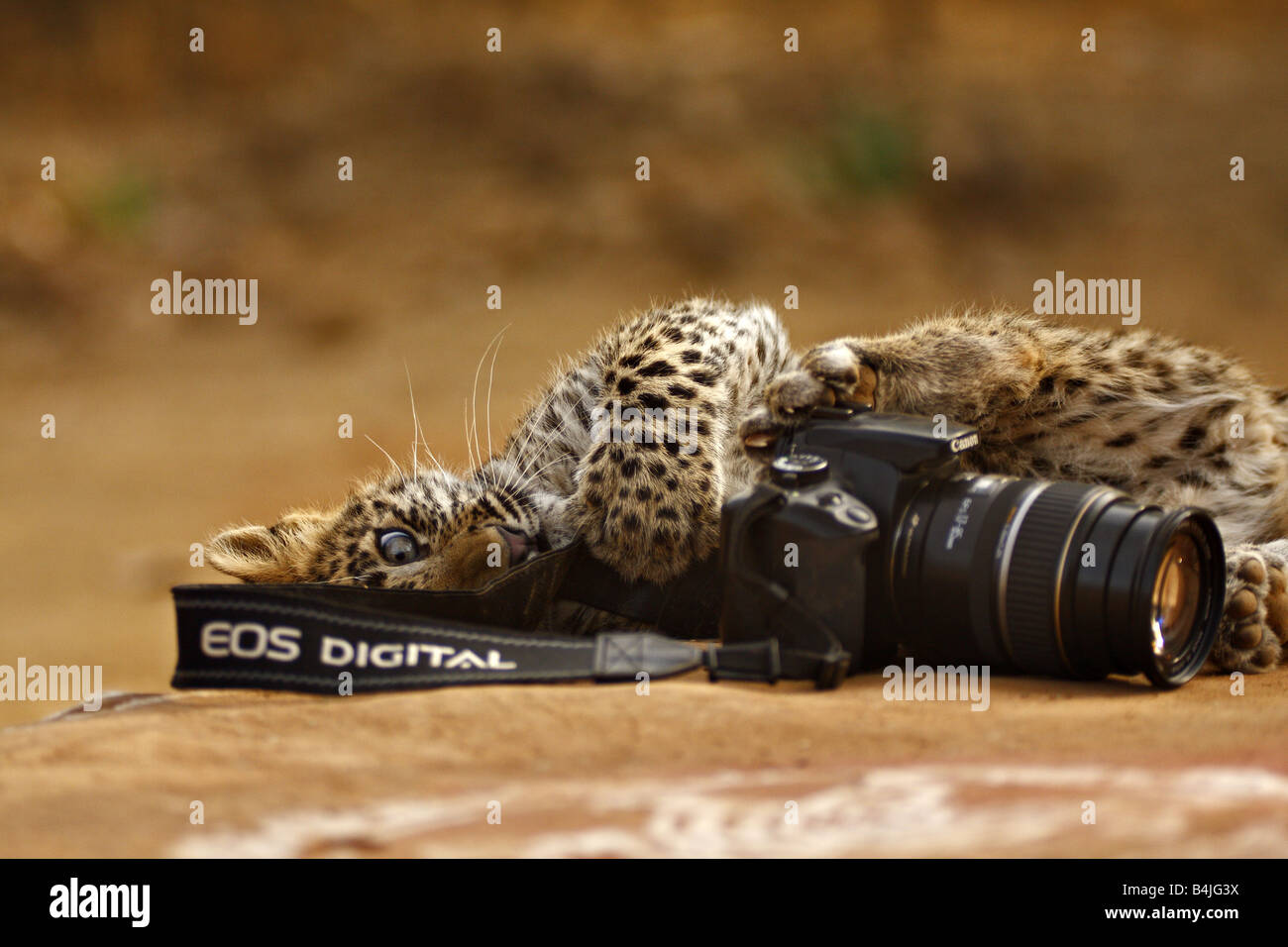 Baby panther hi-res stock photography and images - Alamy