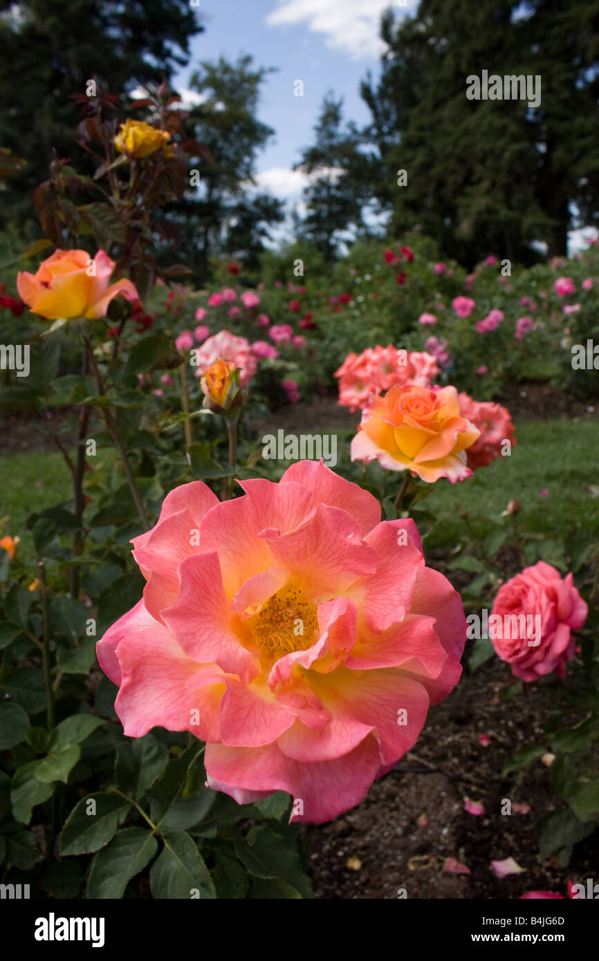 Roses in full bloom Stock Photo - Alamy