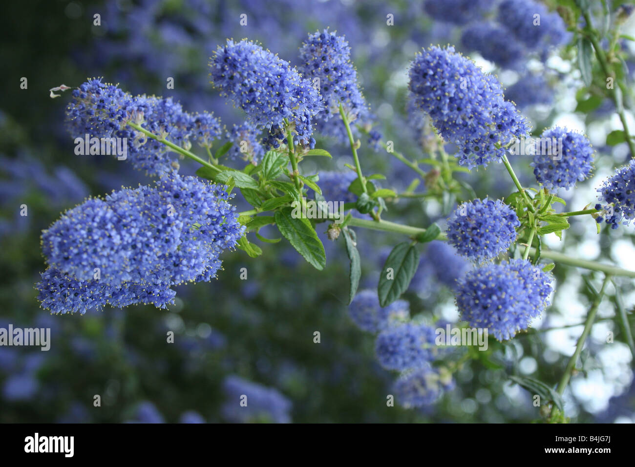 clusters of pretty blue flowers Horizontal. 52289 Flower Stock Photo ...