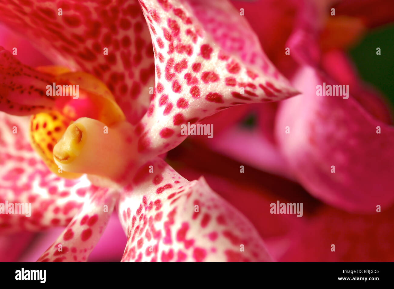 Nora orchid hi-res stock photography and images - Alamy