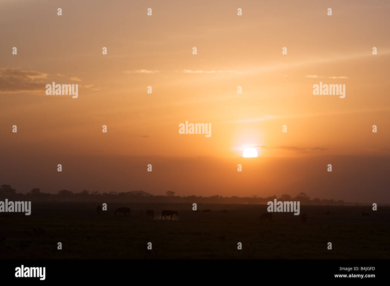 Animals africa sunset hi-res stock photography and images - Alamy