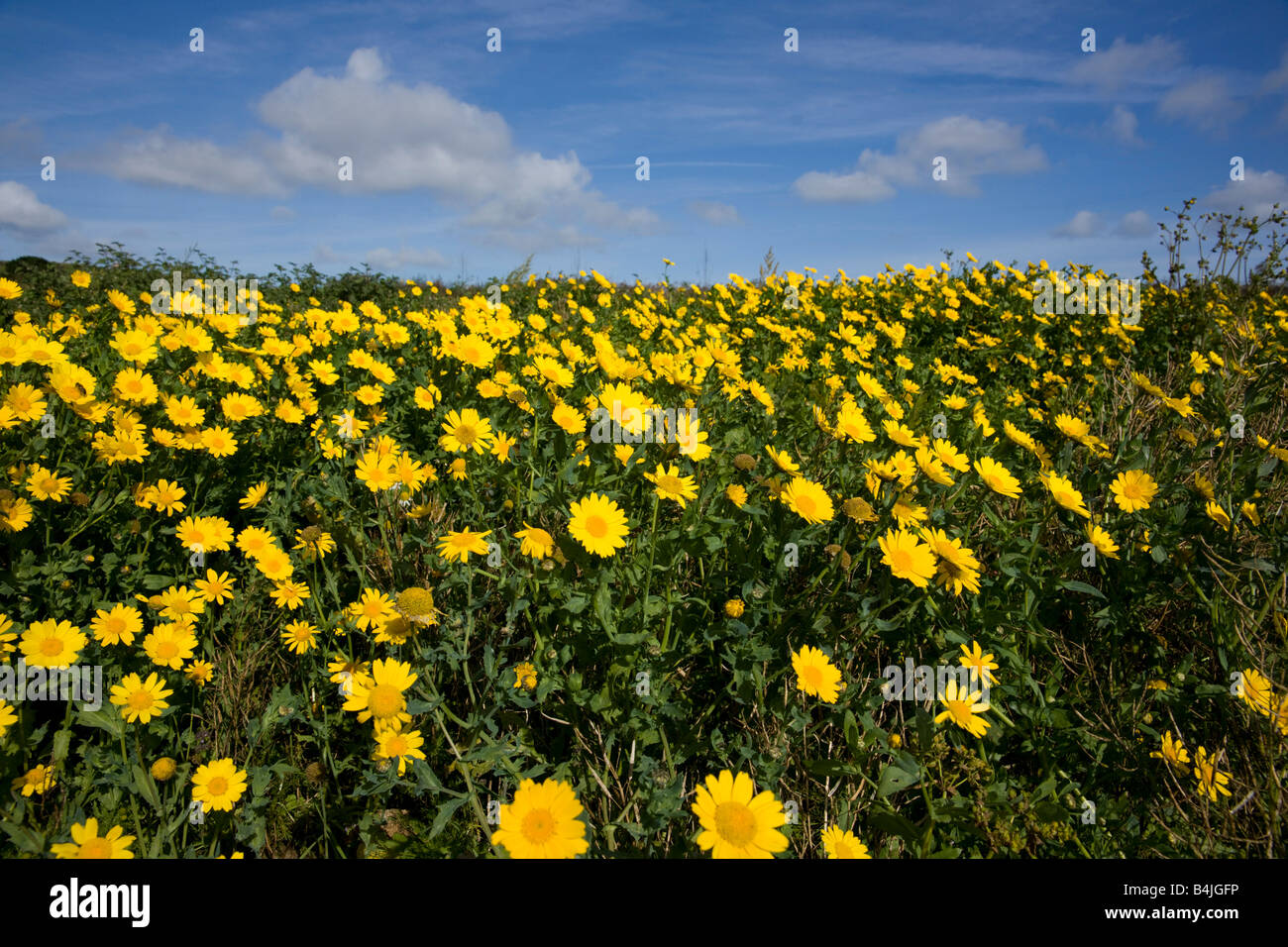 Yellow flowers in a field, Cornwall Stock Photo - Alamy