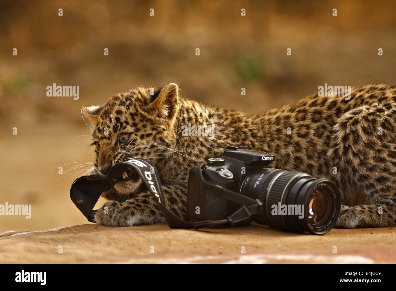 Baby panther hi-res stock photography and images - Alamy