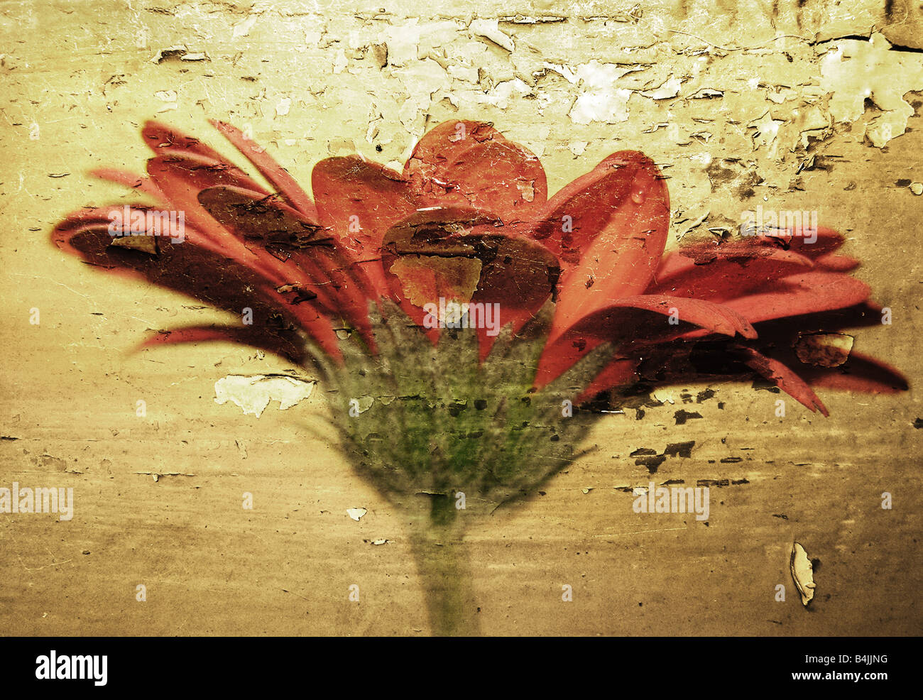 Flower photo with grunge texture Stock Photo - Alamy