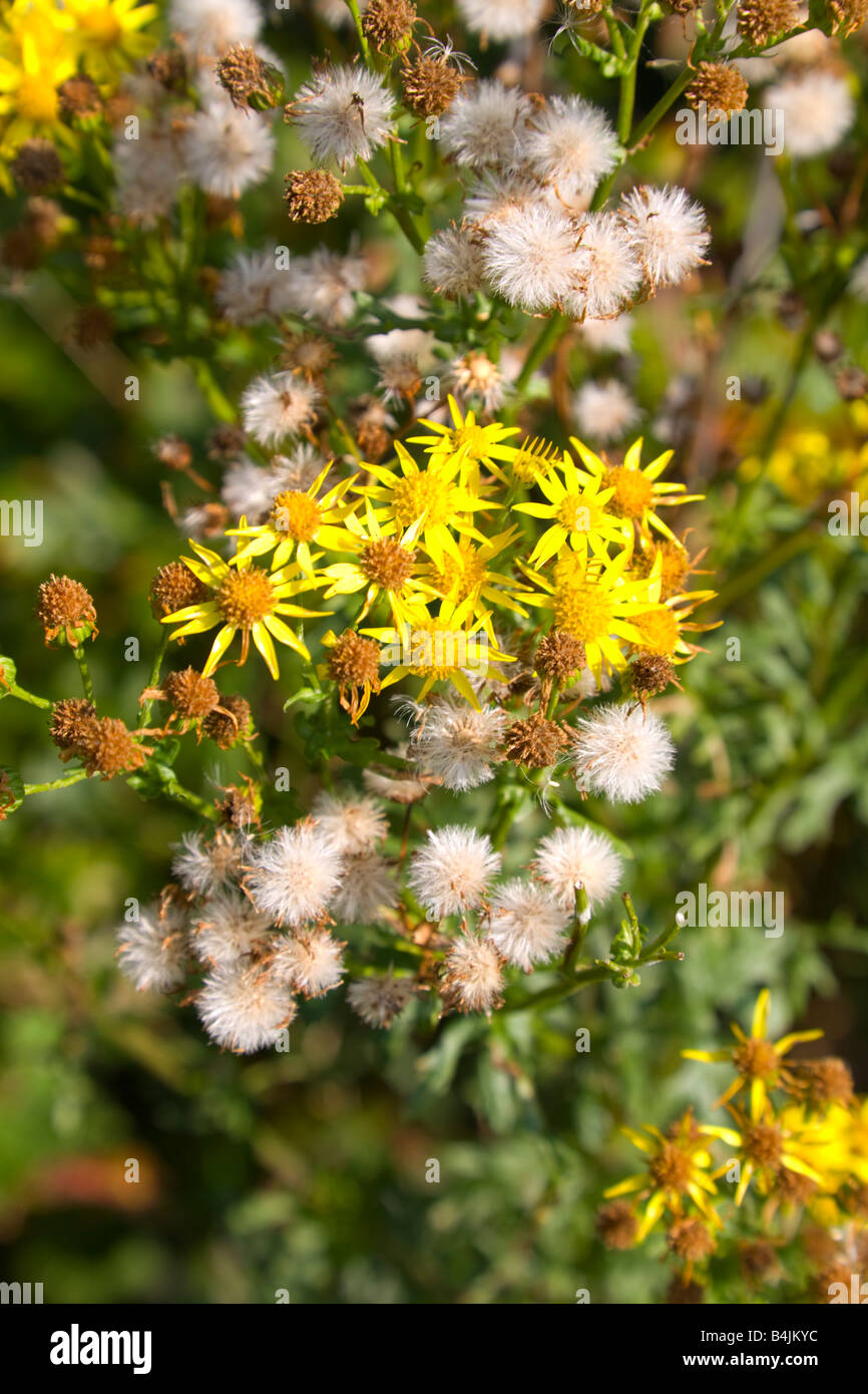 Ragwort - Senecio Jacobaea Stock Photo - Alamy
