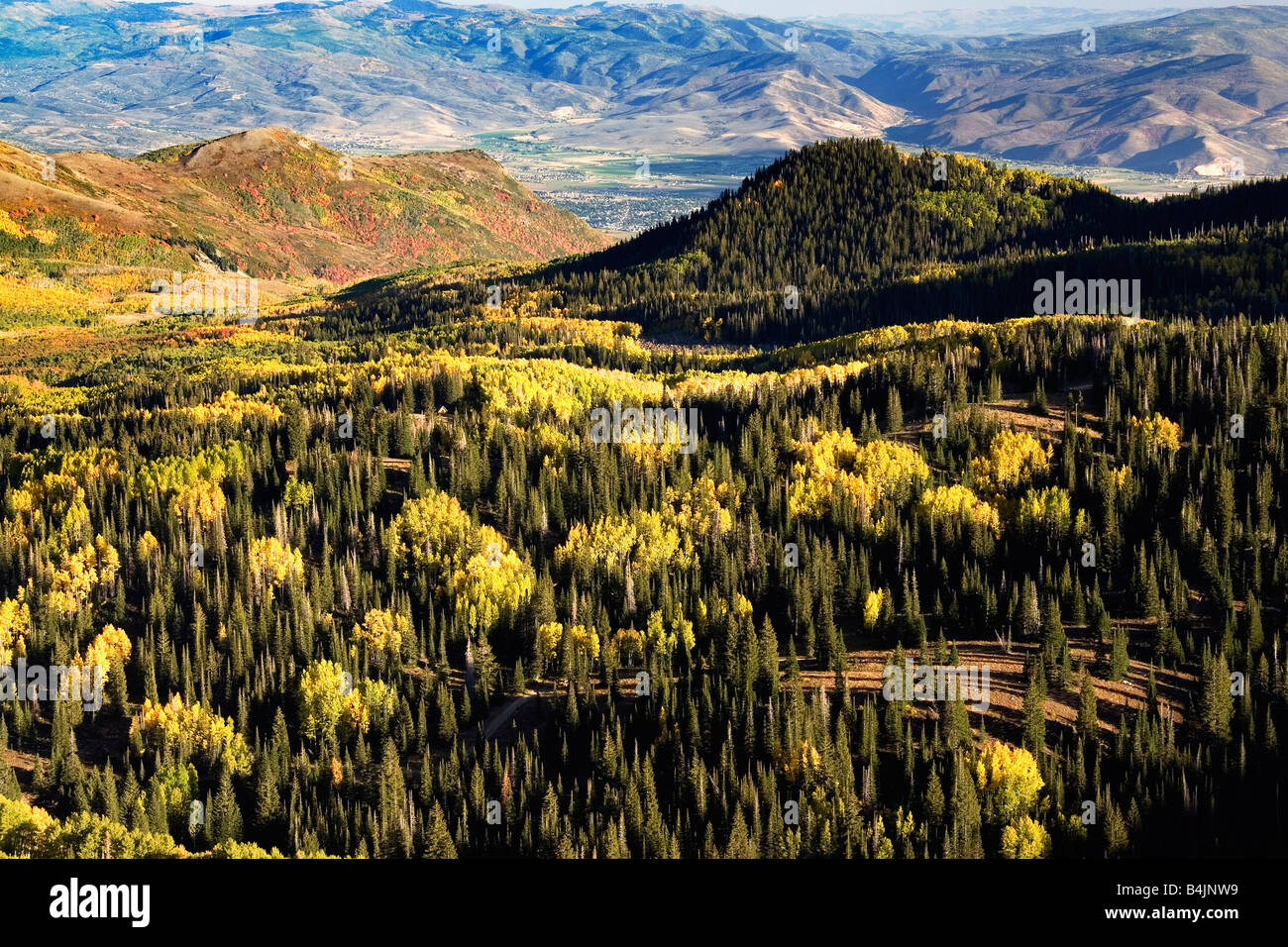 Autumn colours of Aspen trees in the Wasatch Mountains near Park City ...