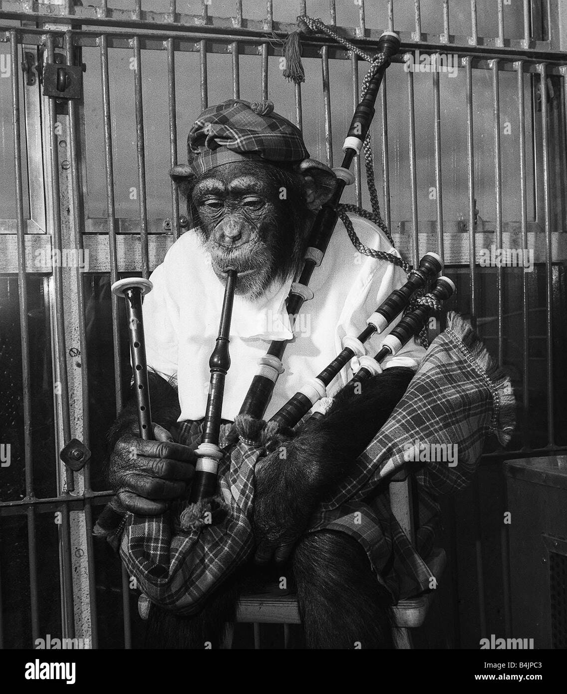 Chimp circus hi-res stock photography and images - Alamy