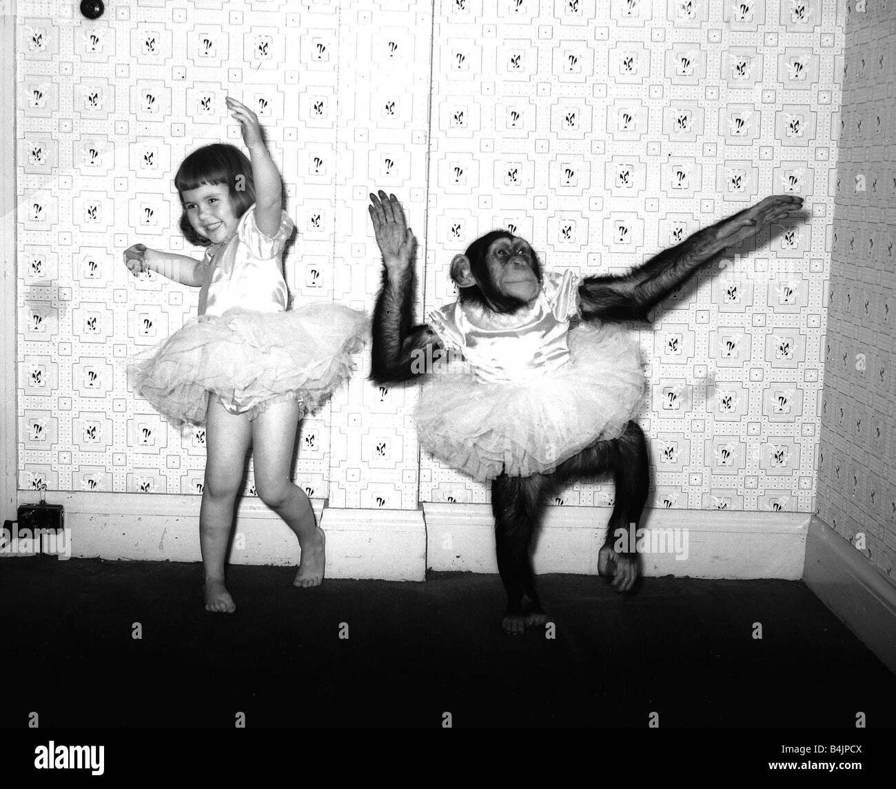 Unusual chimpanzee hi-res stock photography and images - Alamy