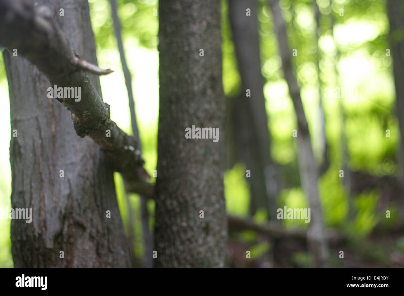 Branch lying between two trees, shallow depth of field Stock Photo - Alamy