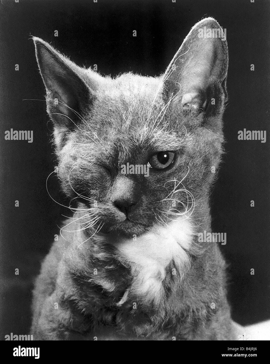 Winking Cat circa 1973 Stock Photo - Alamy