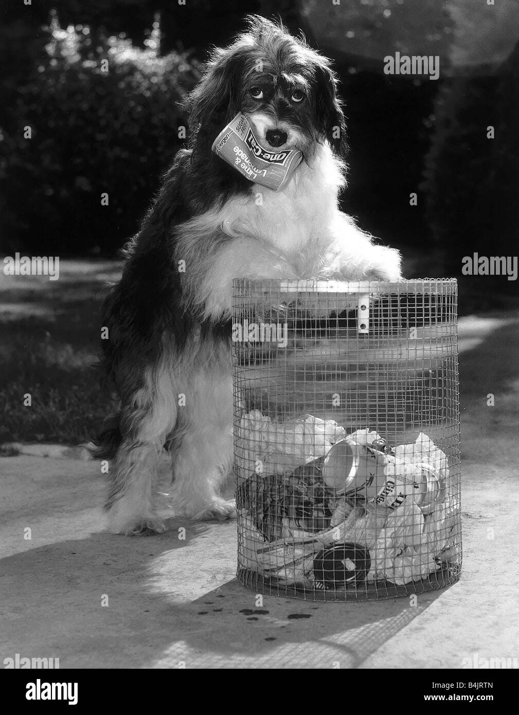 Pippin the famous TV dog has learnt the to clean up litter from the ...
