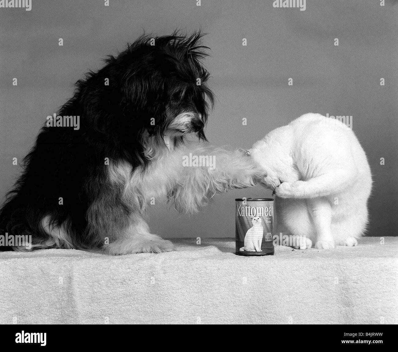 Pippin the Mongrel Dog with Cat and Kattomeat Aug 1987 Pippin has ...