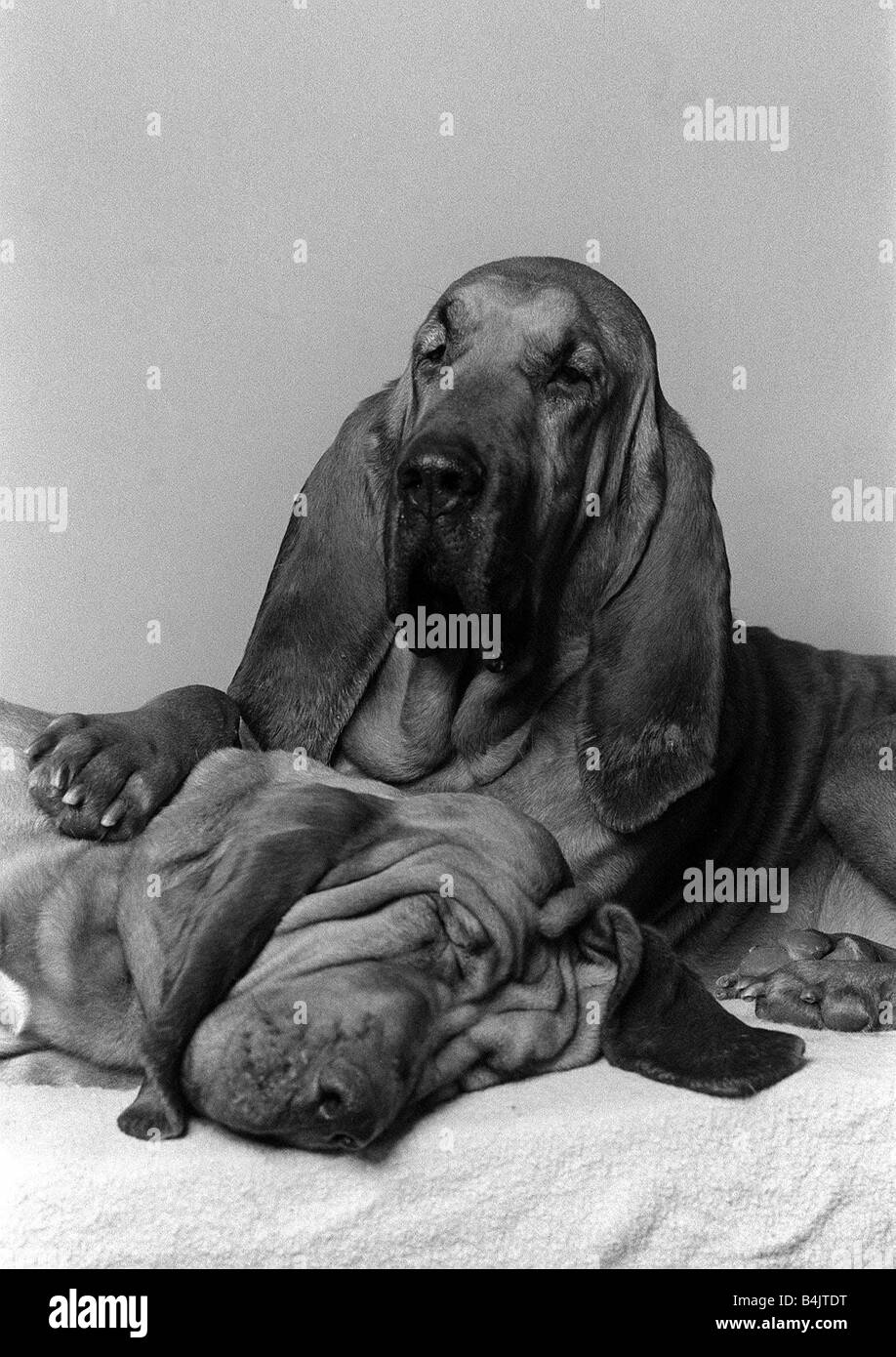 Bloodhound dog dogs Black and White Stock Photos & Images - Alamy