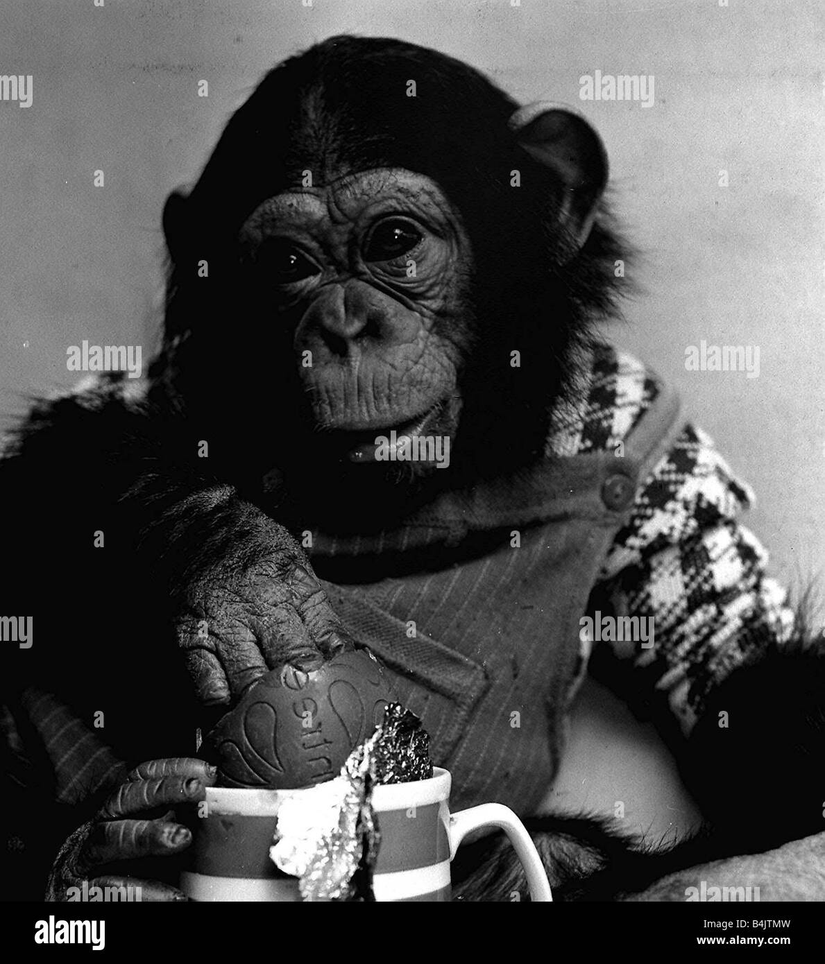 Sparky the Chimp wearing dungarees and a jumper eating a chocolate egg ...