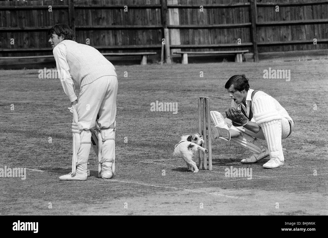 Dog On Wicket November 1975 Jack Russell Dog cocks hind leg to urinate ...