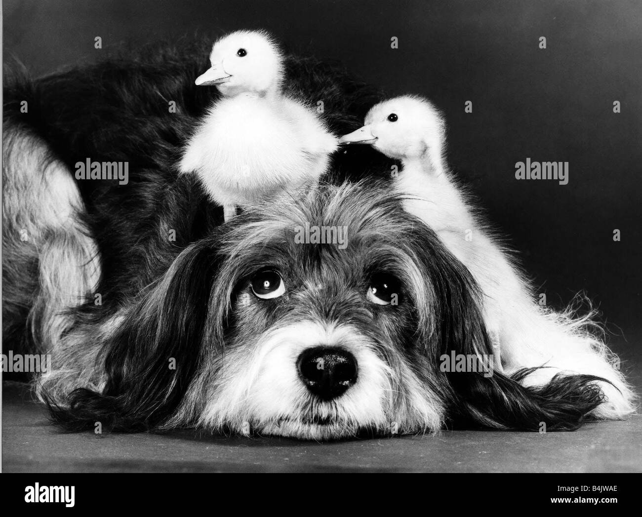 Dog and ducklings hi-res stock photography and images - Alamy
