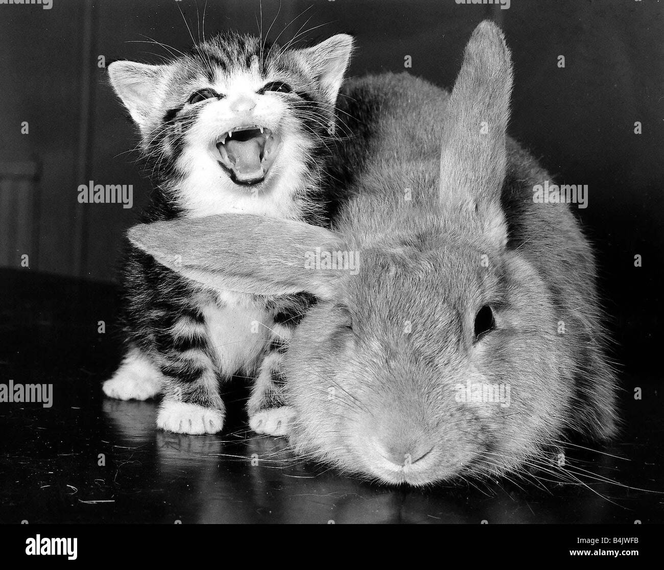 Puzzled animal Black and White Stock Photos & Images - Alamy