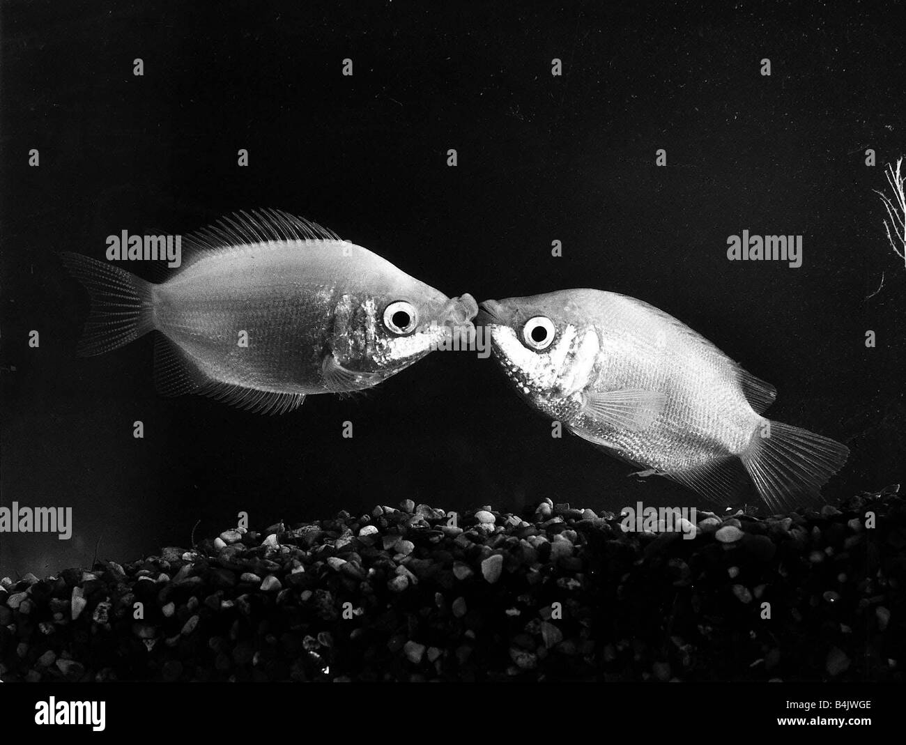 Two Fish Kissing