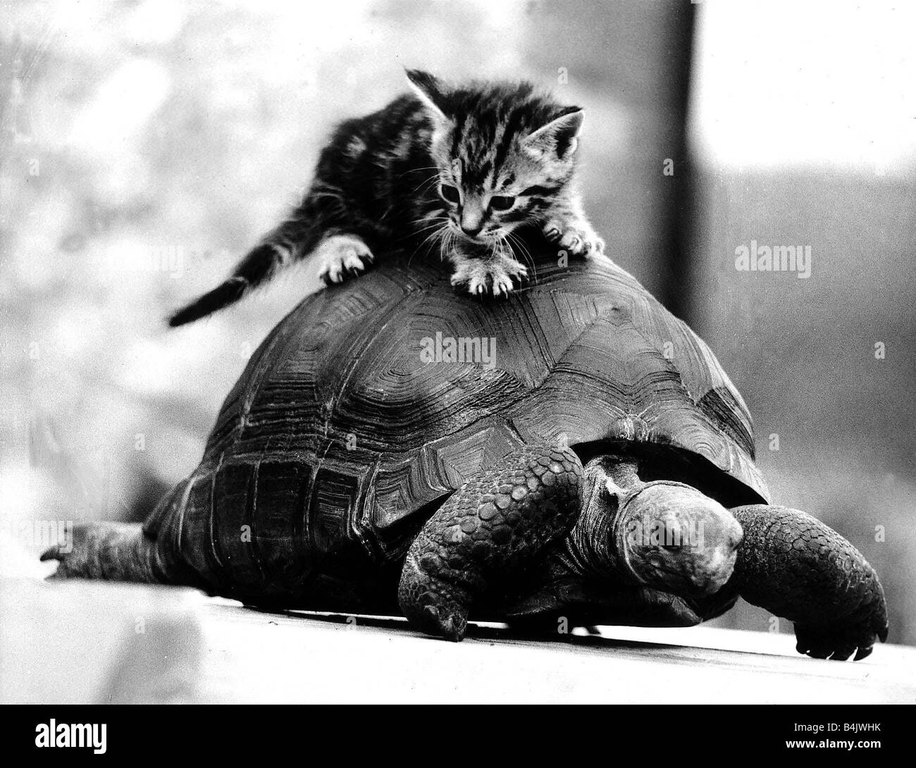 Animal cat and tortoise December 1984 Stock Photo - Alamy