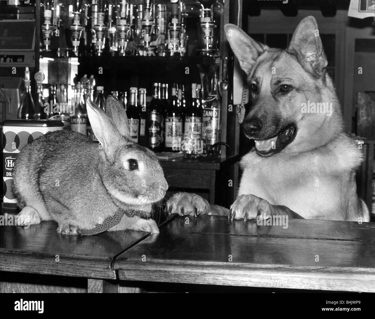 Animals Dogs Alsation German Shepherd Rabbits December 1977 Harold the ...