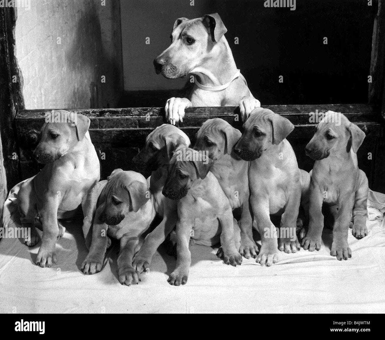 Are Great Danes Guard Dogs