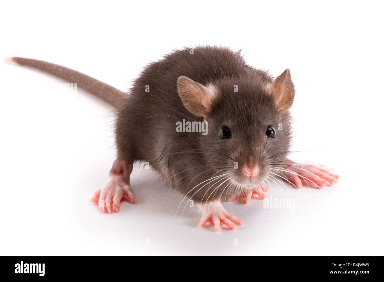 little decorative rat Stock Photo - Alamy
