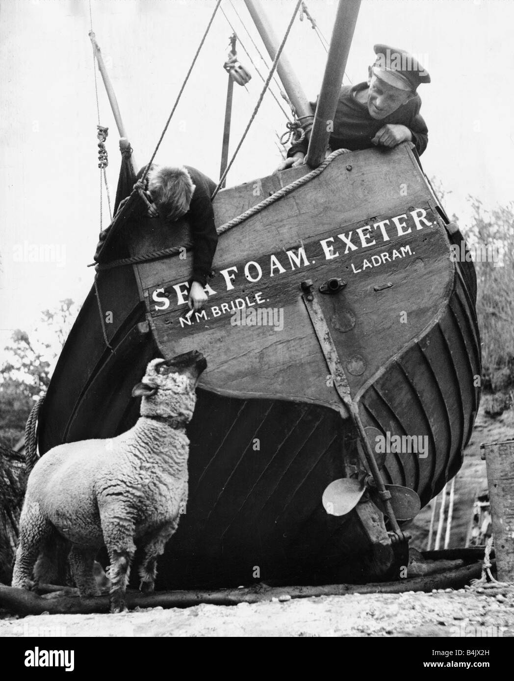 Year ram sheep Black and White Stock Photos & Images - Alamy
