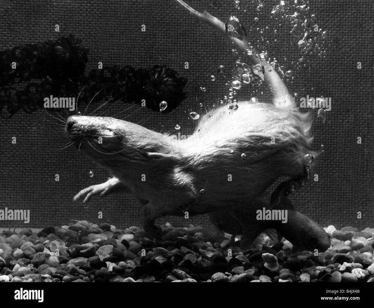 Animals Rat March 1970 Cedric the white rat the pet of 11 years old ...