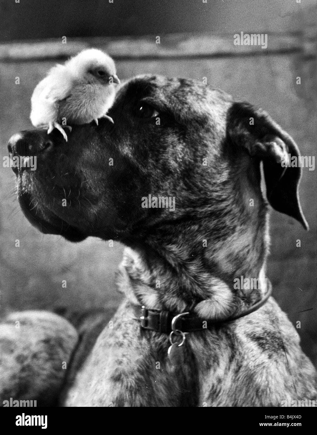 Is The Dog That Played Sykes Still Alive