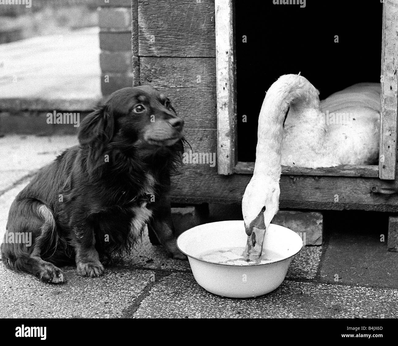 Animals Birds Swan Dog January 1969 This swan is enjoying a bowl of ...