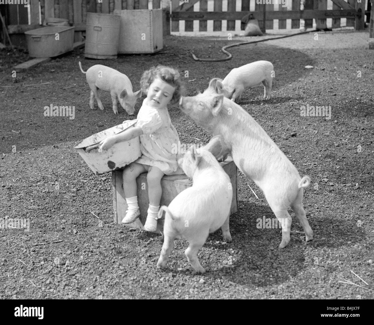 Pig tub Black and White Stock Photos & Images - Alamy