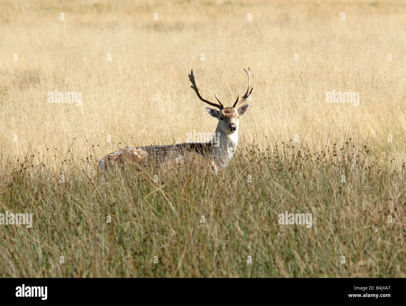 European Fallow Deer, Dama dama Stock Photo - Alamy