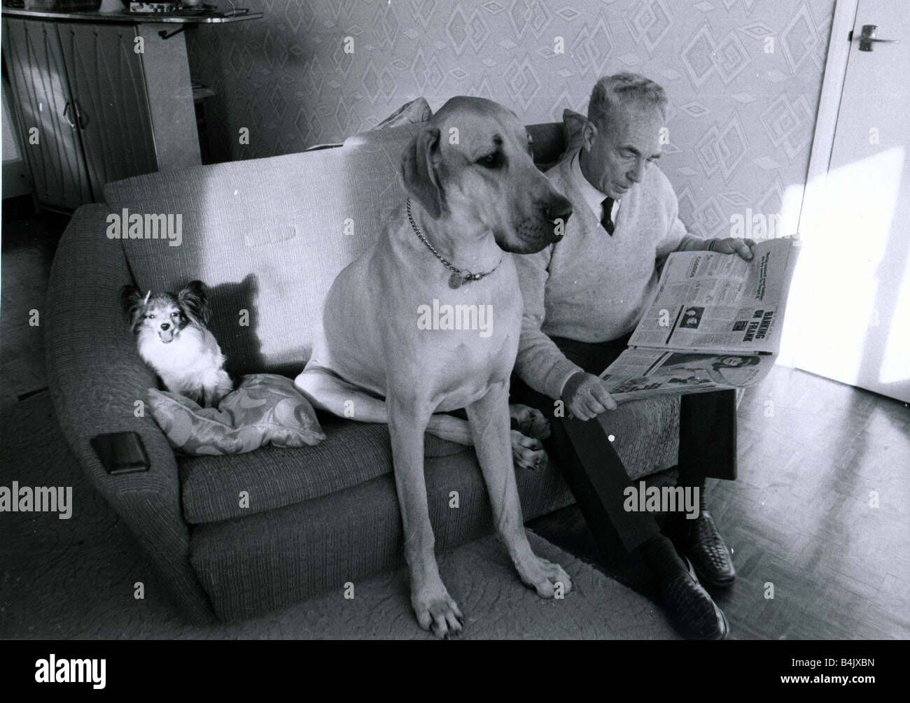Great Dane called Hamlet shares the with owner Fred Philbey and dog ...
